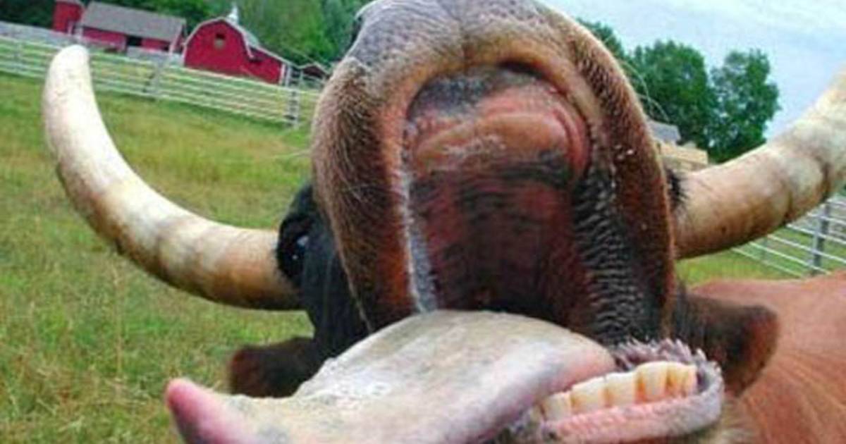 Doorbraak: geloei bepaalt hoe bronstig de koe is | Het leukste van het ...