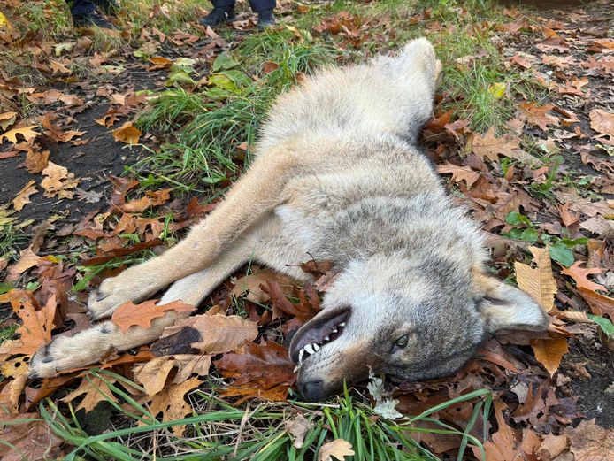 Wolf doodgereden op Noord-Zuidverbinding in Helchteren: “Dit is hun vaste oversteekplek, beperk ...