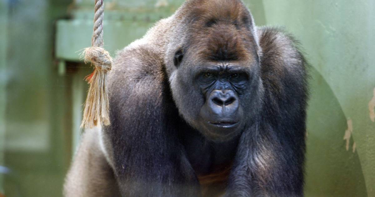 Gorilla Bokito overleed aan gevolgen van hartfalen | Binnenland ...
