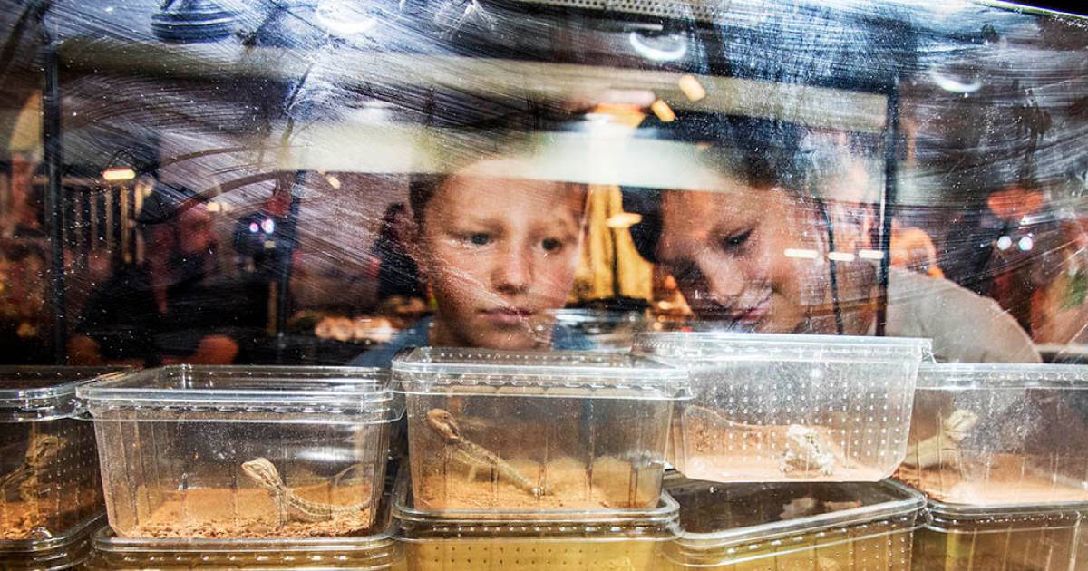 VIDEO: 'Ik hou van een ranke lange slang'. En die zijn er genoeg dit ...