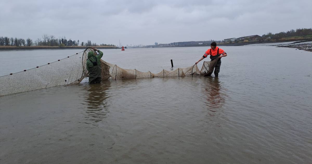 Natuurpunt brengt met schietfuiken visbestand in Rupel en Schelde in ...
