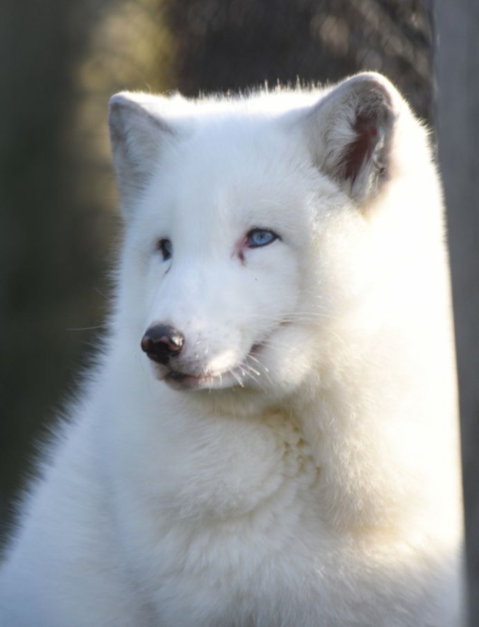 Sneeuwwit poolvosje voelt zich meteen thuis in waterkoud Blijdorp ...