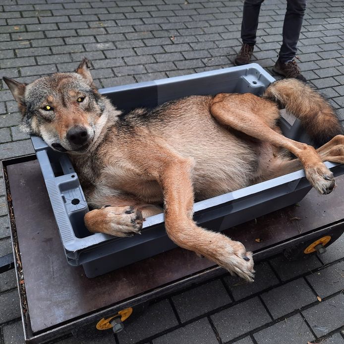 Wolf August is dood en dat is slecht nieuws: “Zijn territorium ligt nu ...