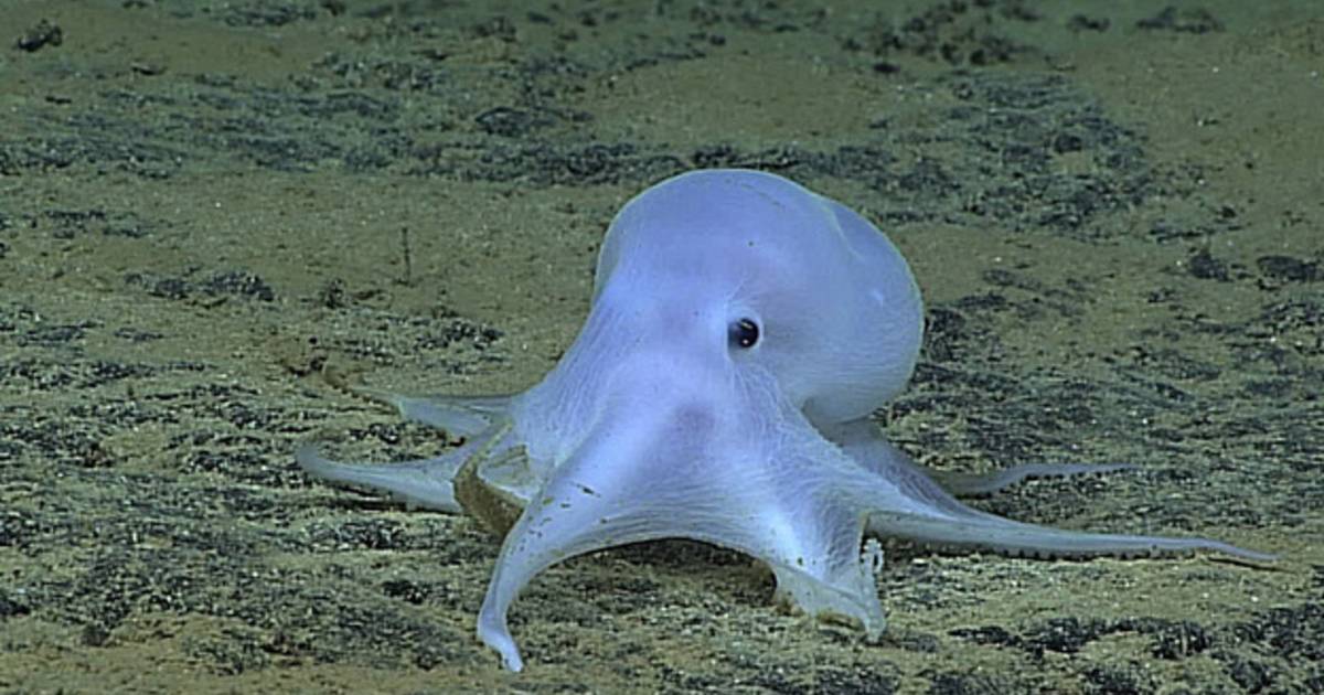 Casper het vriendelijke spookje leeft diep in de zee | Nieuws | AD.nl