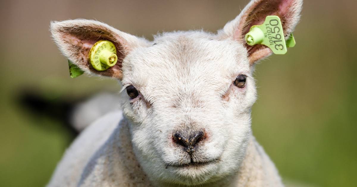 Arwin vindt aangevallen schaap in wei van zijn oom en tante: ‘Ik ben ...