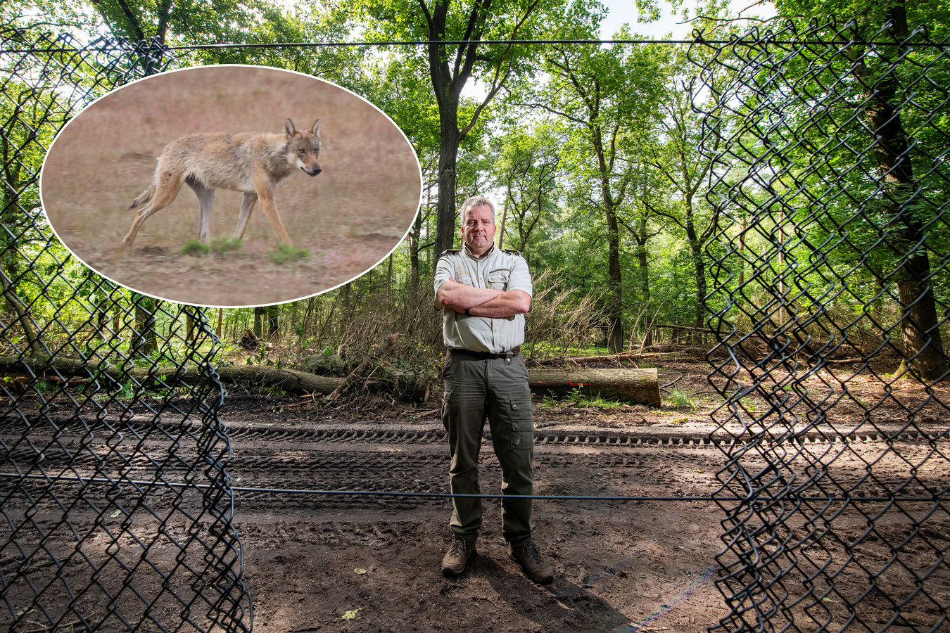 Onderzoek: wolf doodde moeflon in park De Hoge Veluwe | Foto | AD.nl