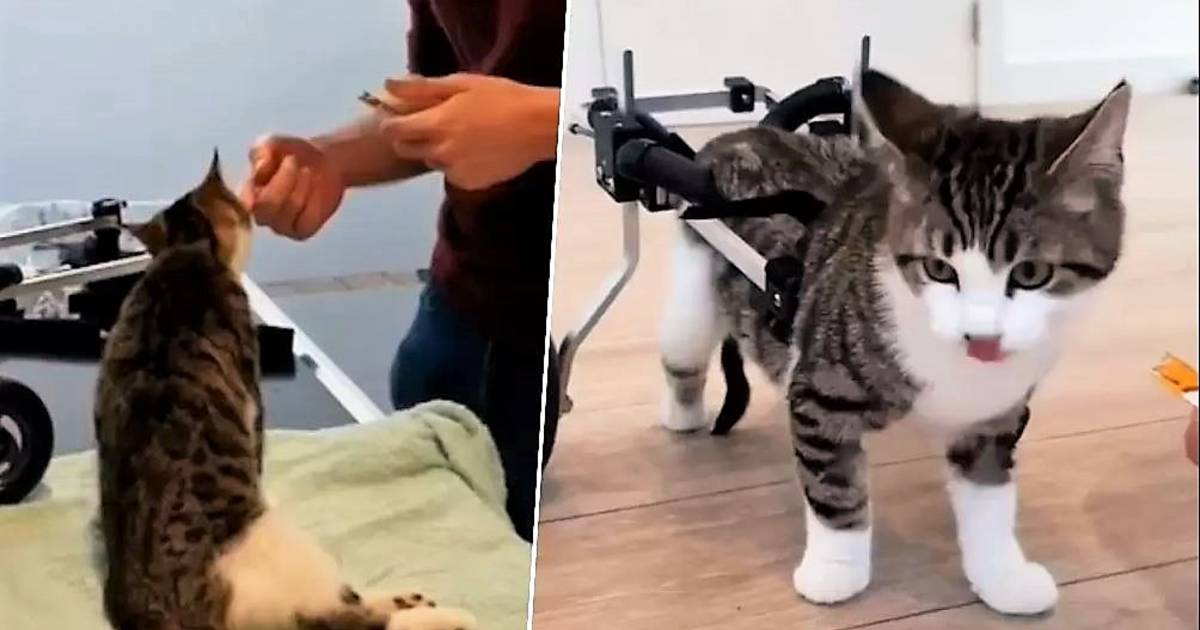 ‘Wheely Willie’ zal ook zonder rolwagentje mogelijk weer kunnen lopen ...