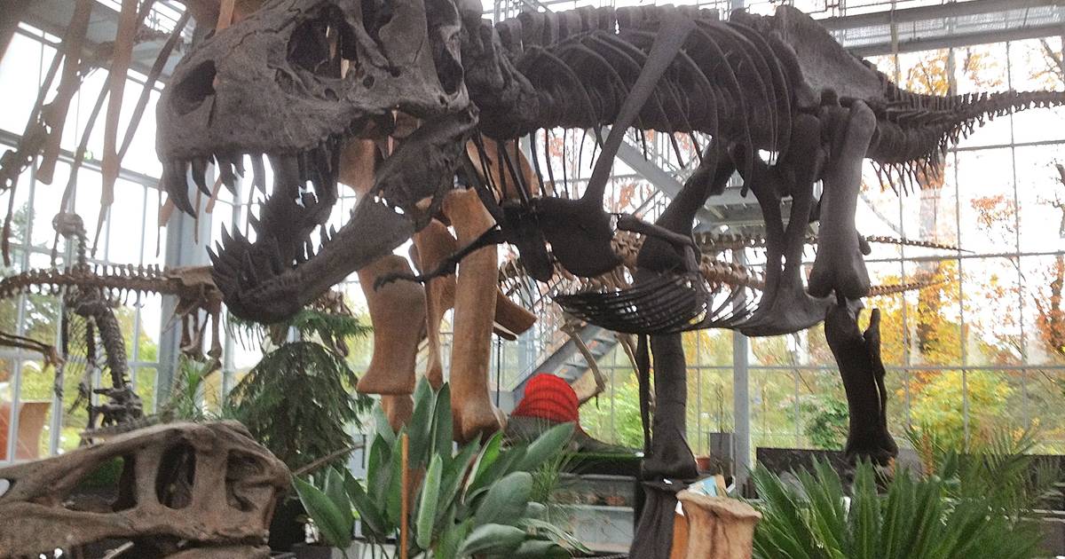 Paleontoloog Oertijdmuseum Boxtel: ‘Fossiel gaat naar de hoogste bieder ...