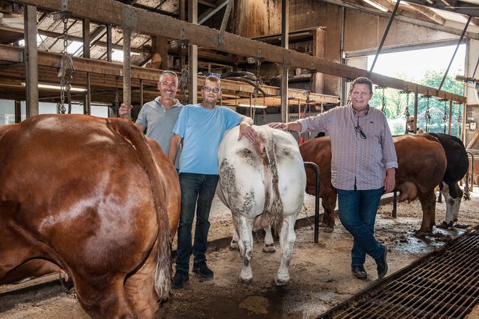 Dikbil leeft als vijfsterrenkoe voor hij op je bord ligt | Gouda | AD.nl