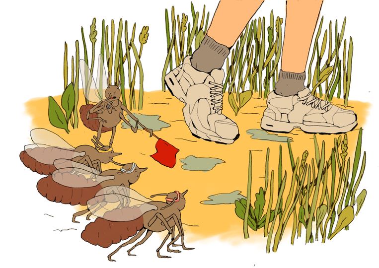 In je neus, oren of op je been: de knut steekt overal, en komt nooit alleen