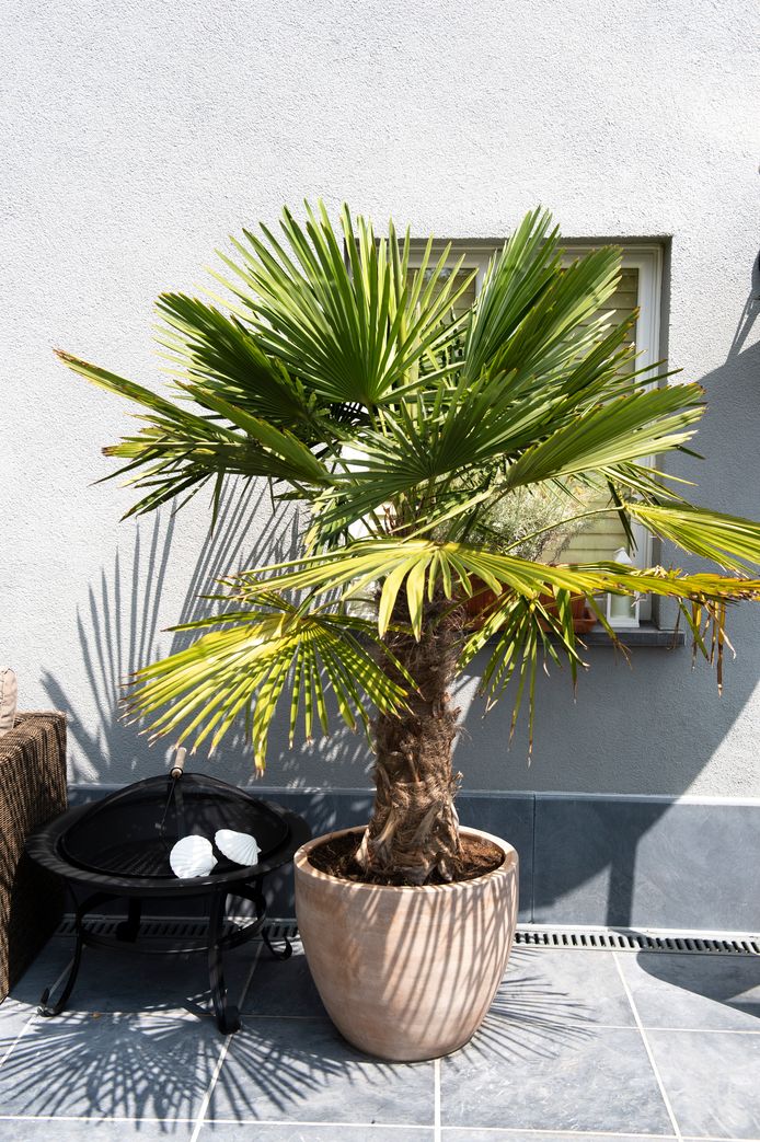 'Get Ready!'-zanger Jimmy Samijn heeft groene vingers: "In mijn ...