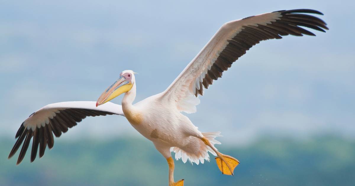 Na plotse sterfte: pelikanen in Pairi Daiza blijken besmet met ...