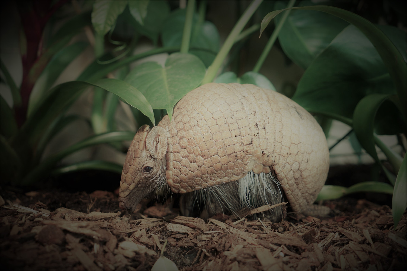 Met een zaklamp langs de dieren in de Kleefse dierentuin: park één keer ...