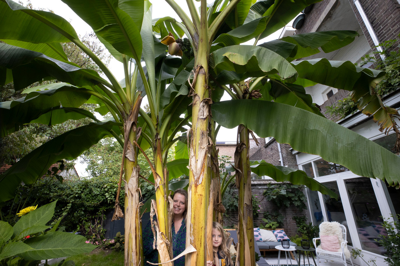 Tropische boom doet het goed in Nederland: 'Denk goed na waar je een ...