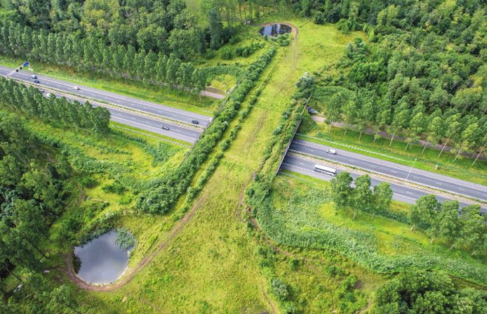 “Ecoduct aan N403 kan waardevolle natuurgebieden met elkaar verbinden ...