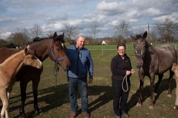 Paardenmelkerij vreest voor toekomst als plannen verbindingsweg tussen ...