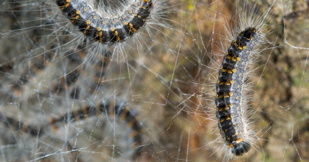 Processierups kan zomaar ineens weer heel vervelend worden | Wageningen | gelderlander.nl