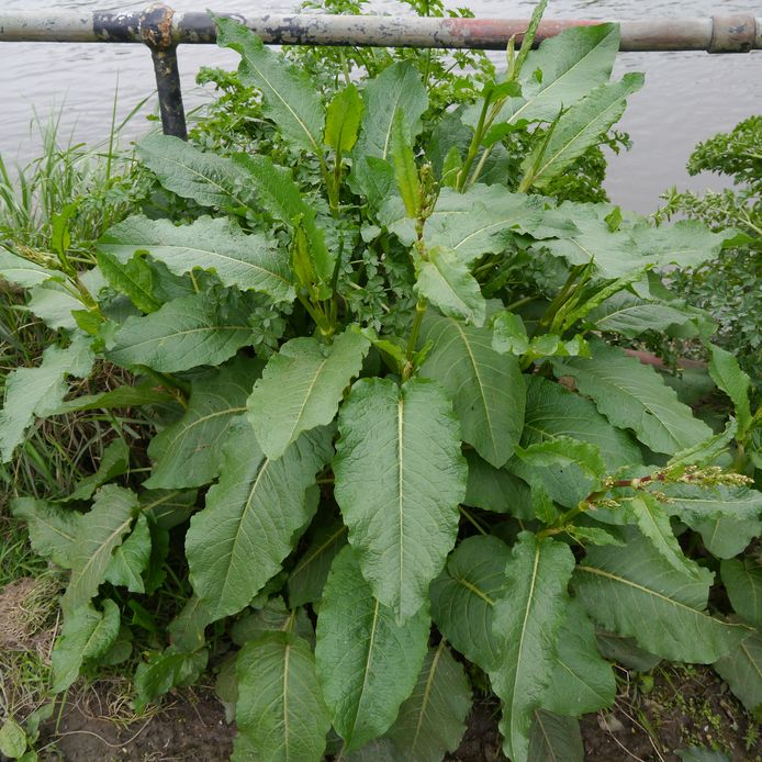 Boeren Midden-Delfland gaan ook ridderzuring bestrijden met ...