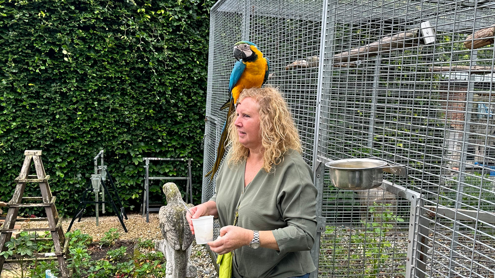 Dit zijn ara’s Charlie en Rosa, de mascottes van Oud-Turnhout: “Via ...