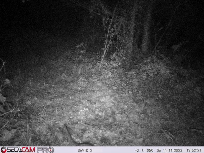 Opnieuw een otter gespot in Rupelstreek, Natuurpunt blij dat ...