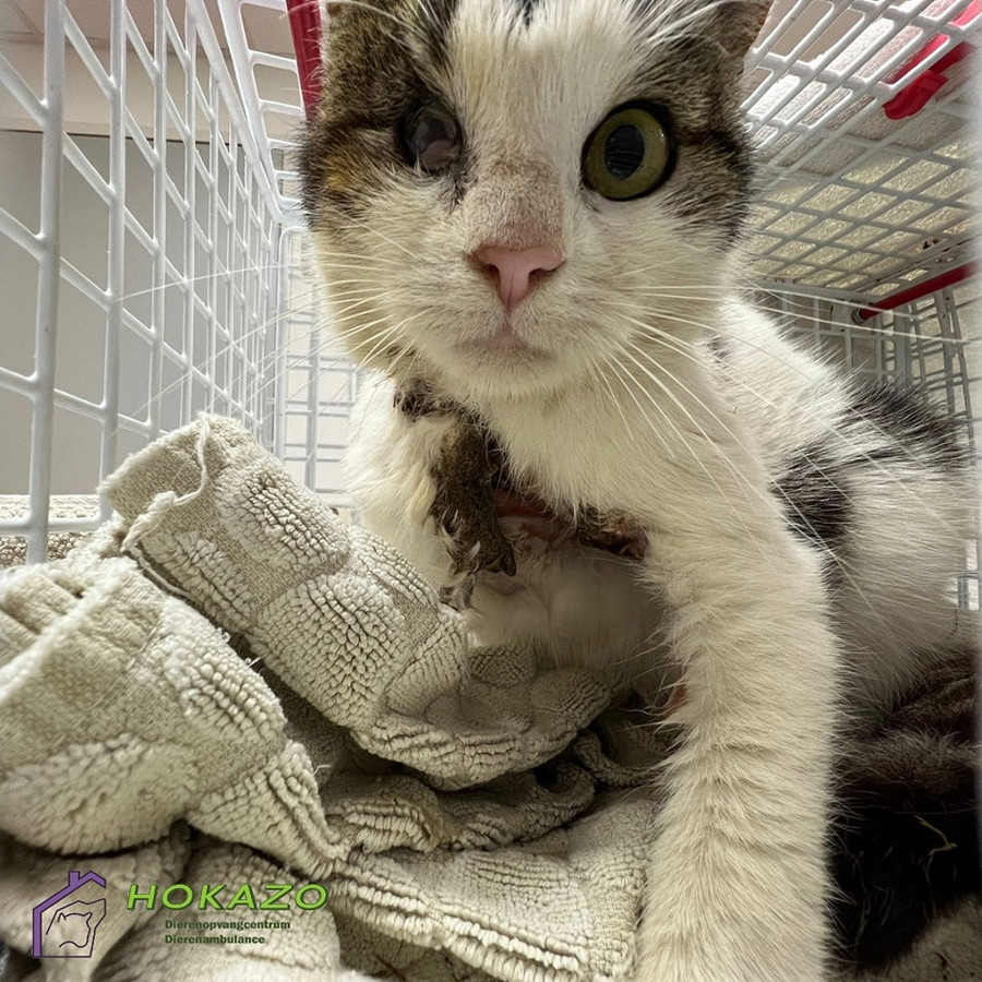 Ernstig mishandelde poes Laki die met tiewrap om nek van straat werd ...