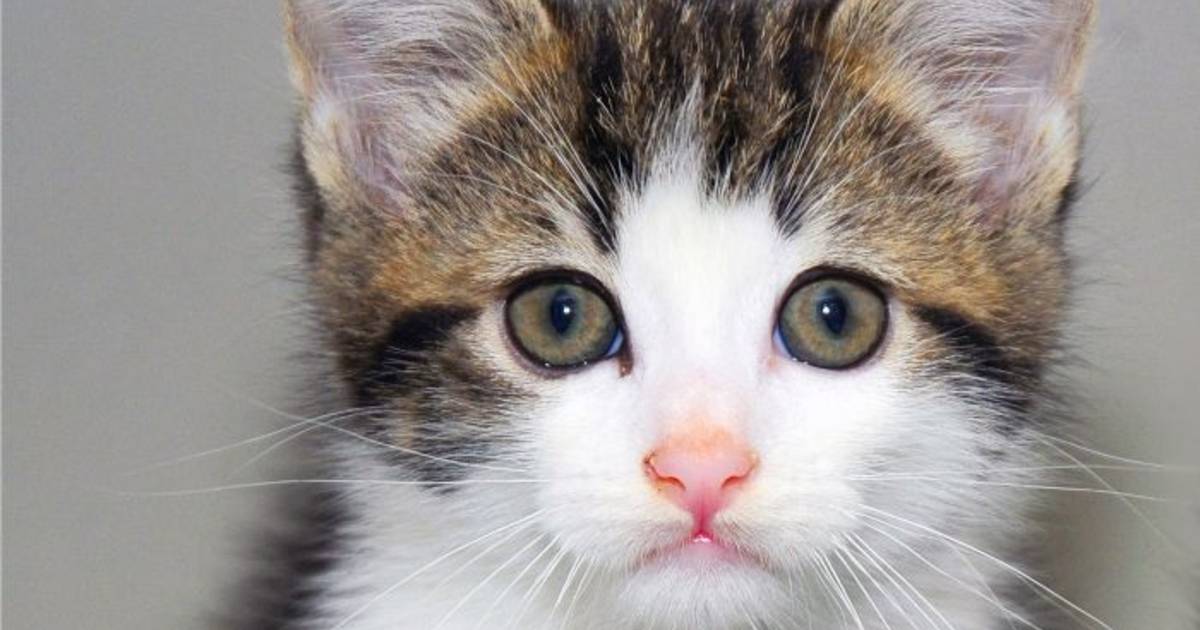 Omslag in dierenasiel: meer katten vinden huis | Rivierenland ...