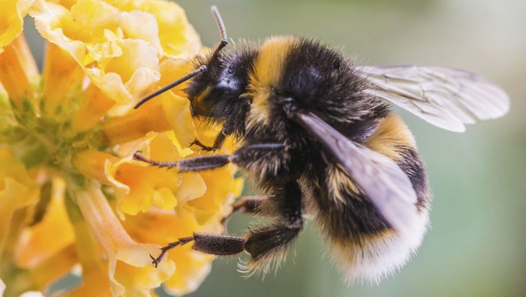 Hommels gaan de bijen achterna: kwart sterft uit | De Volkskrant