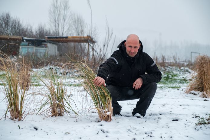 Net 40.000 tulpen geplant, maar eigenaar maakt plots einde aan ...