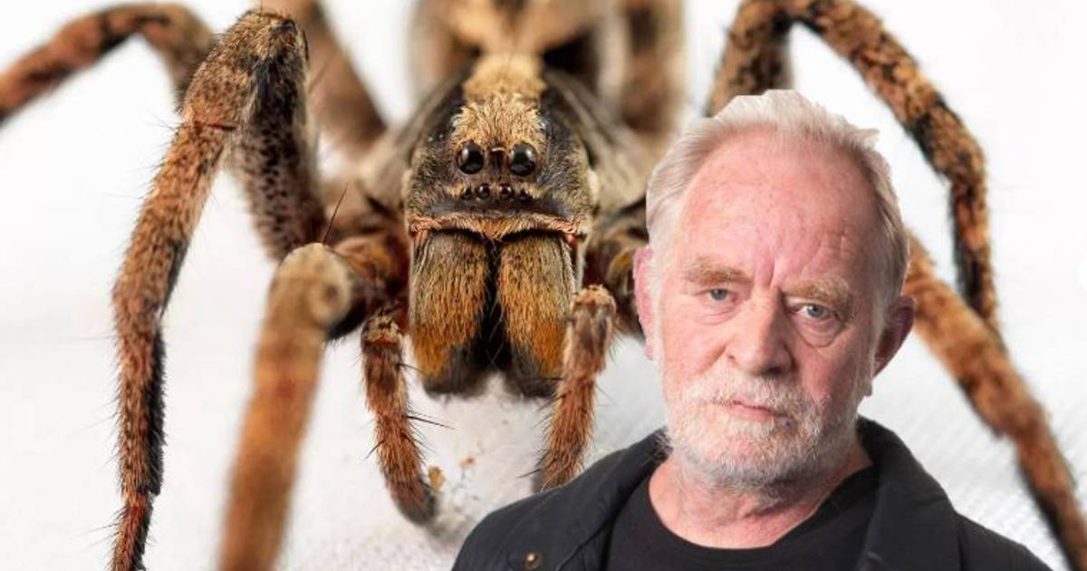 Met maat 46-pantoffel de wolfspin te lijf | Opinie | ed.nl