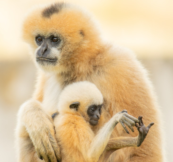 Dierenrijk in rouw: dertigjarige gibbon plots gestorven, verzorgers ...
