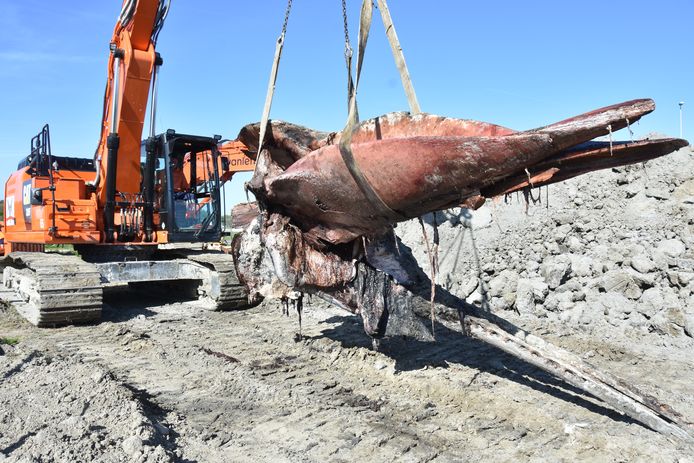 Na 30 jaar maakt UGent skelet van aangespoelde potvis Valentijn, pas in ...