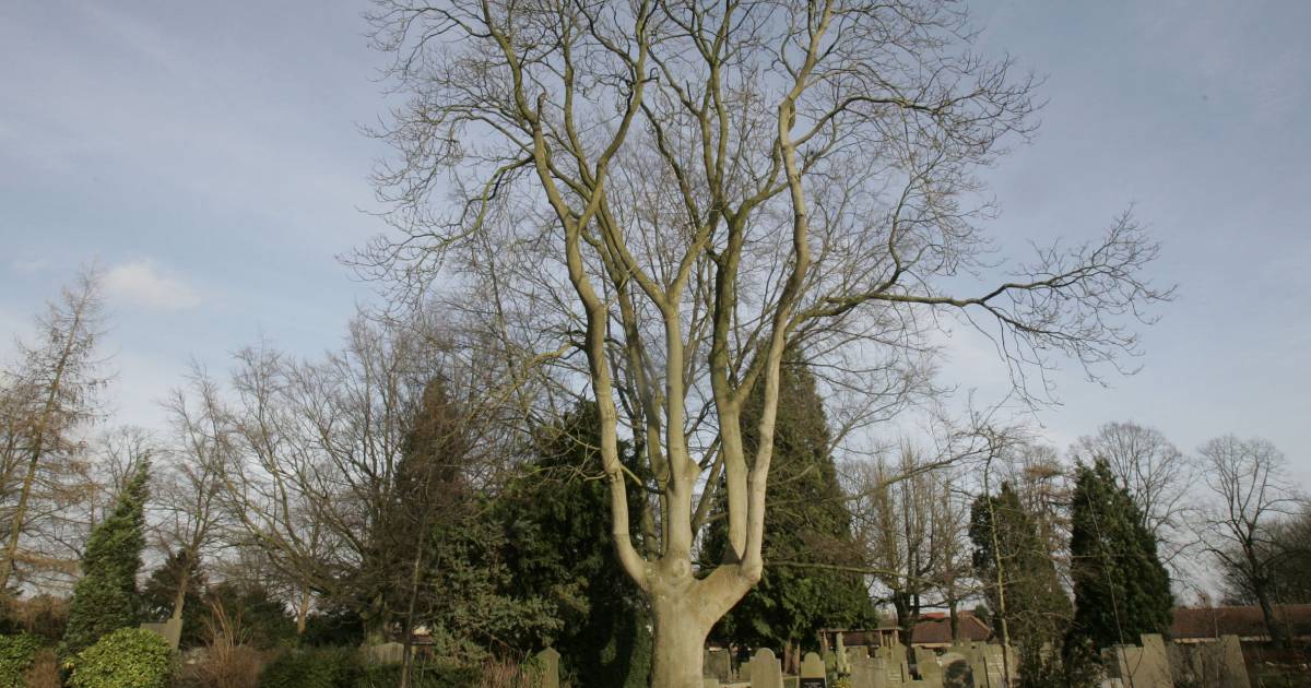 Alphen heeft veel ‘verkeerd groen’: veel gebruikte boomsoorten in gemeente staan op zwarte lijst ...