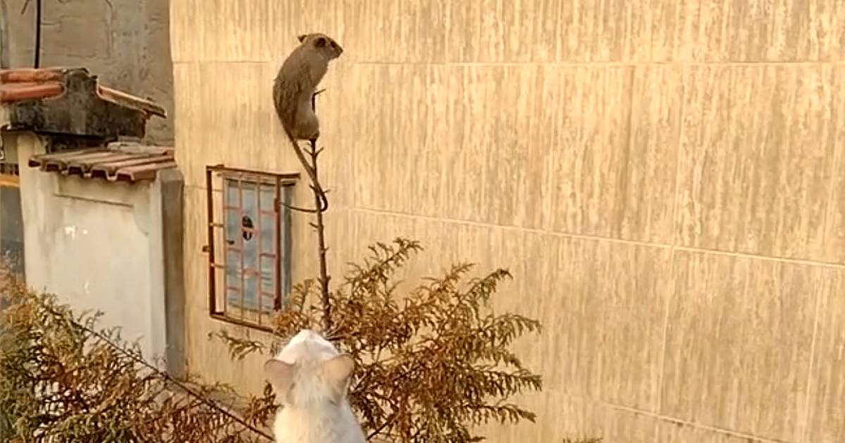 Un rat futé mène ses attaquants par le bout du nez | Insolite | 7sur7.be