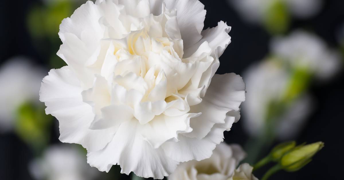 Witte Anjer perkje voor Leeuwarden om veteranen te eren | Friesland | AD.nl