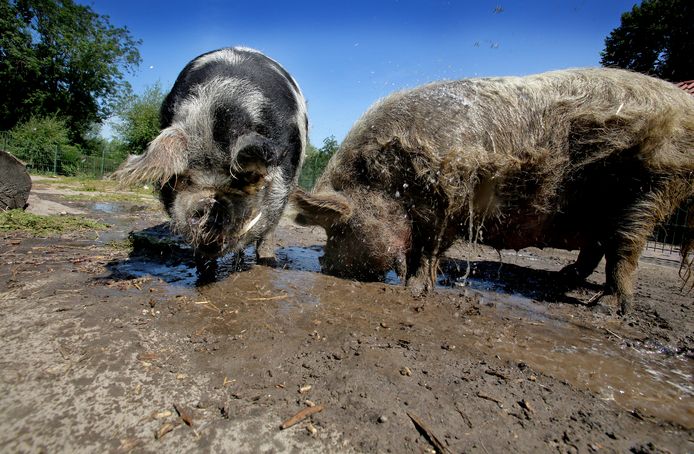 Dieren zoeken verkoeling in water en modderbad | Hoeksche Waard | AD.nl