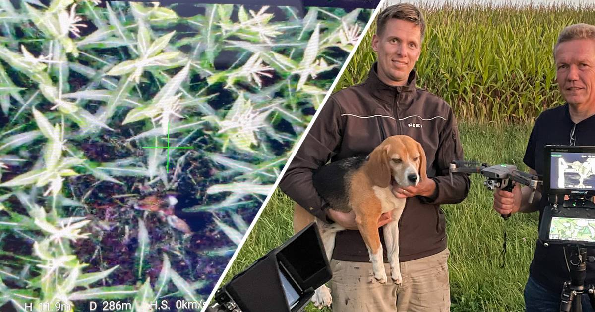 Broers Wouter en Roger sporen vermiste hond Holly uit Diepenheim op met ...