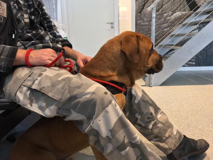 Inzameling om zieke hond van dakloze man in Lelystad te redden ...