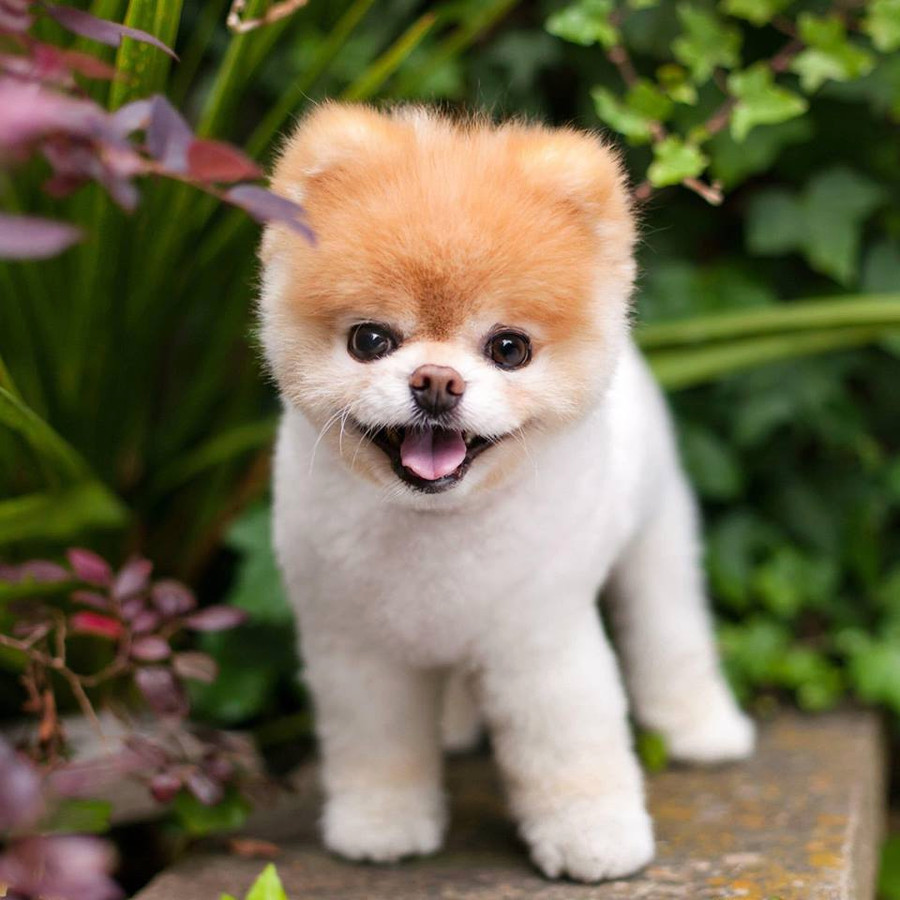 Schattigste hond ter wereld overleden van verdriet: ‘Zijn hart is ...