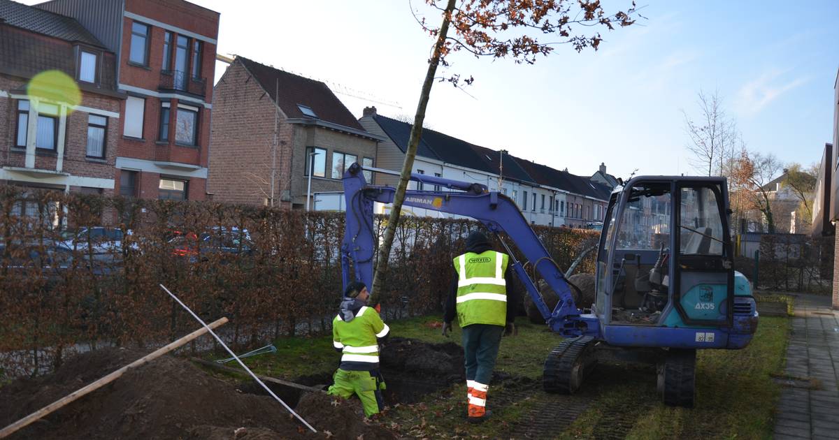 De Hagewinde plant 16 moeraseiken aan in Poststraat: “Natuurlijk ...