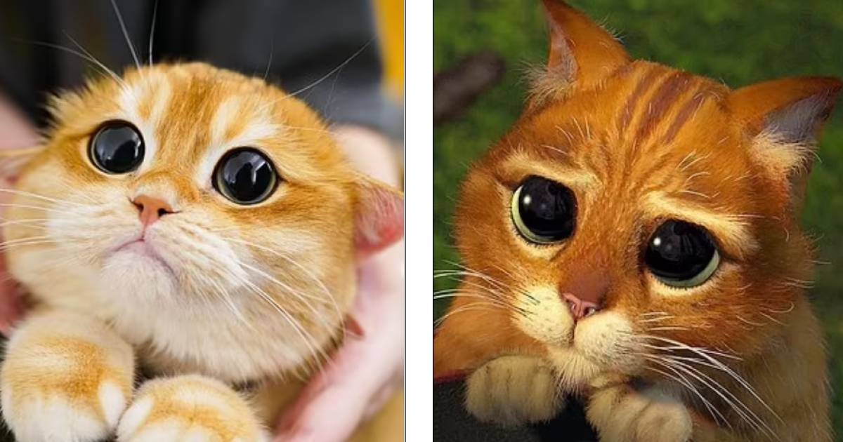 Deze lookalike van de gelaarsde kat uit ‘Shrek’ verovert het internet ...