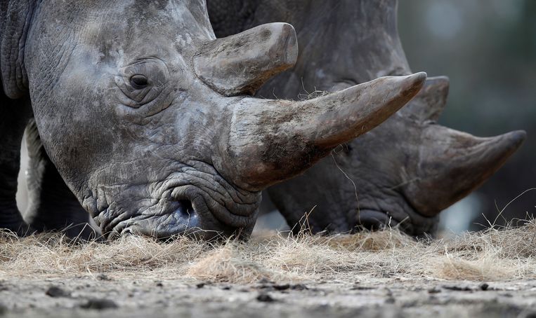Stropers vermoorden neushoorn in Parijse zoo en zagen hoorn af
