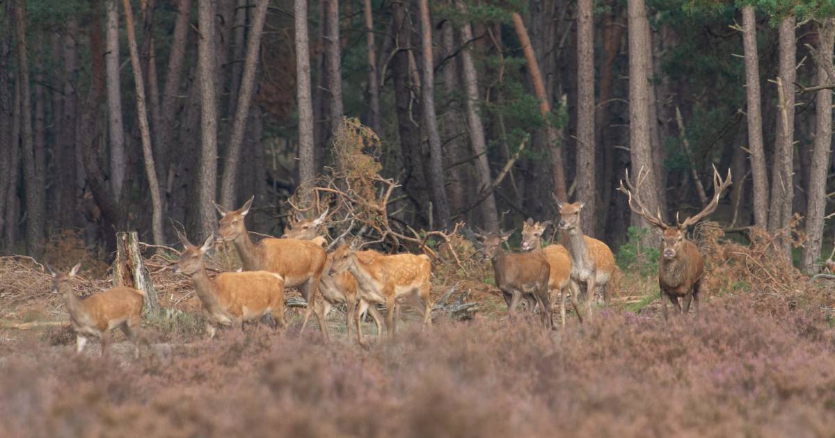De bronst is voor potente herten een hachelijke zaak | Ede ...