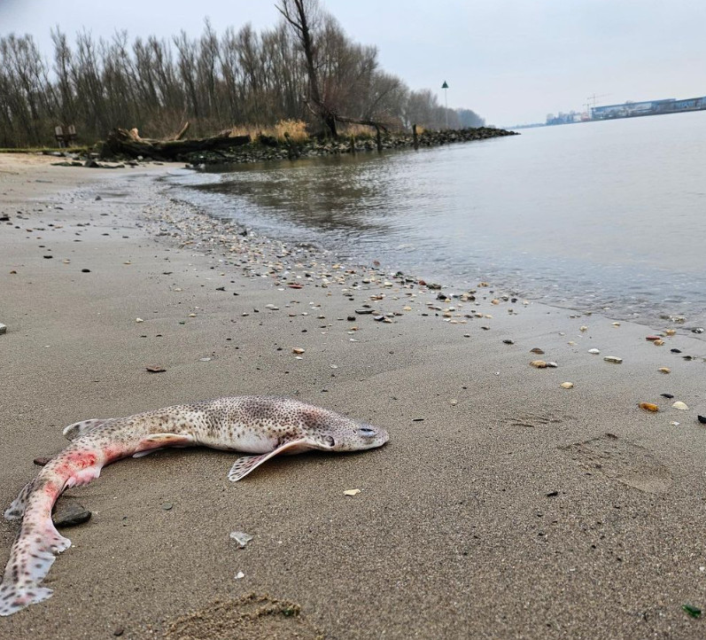 Bijzondere hondshaai aangespoeld bij Crezéepolder Ridderkerk: ‘Het is ...