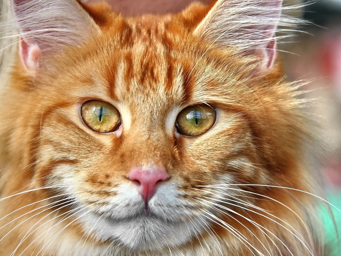 De bouvier en de rode kater, ze werden vrienden en onze onvergetelijke ...