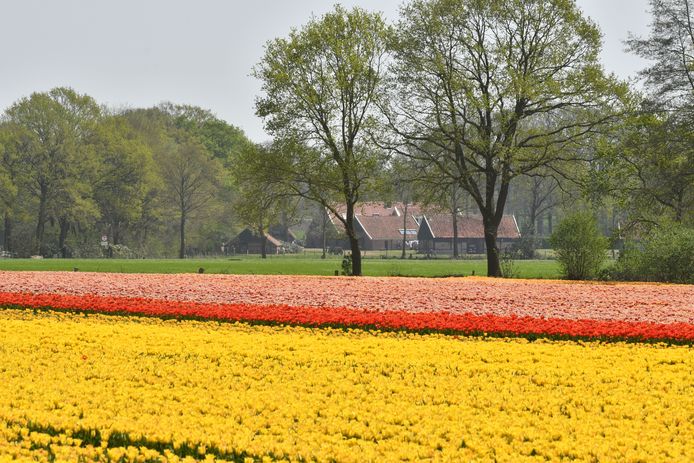 Tulpen uit Tubbergen extra toeristische attractie | Tubbergen | tubantia.nl