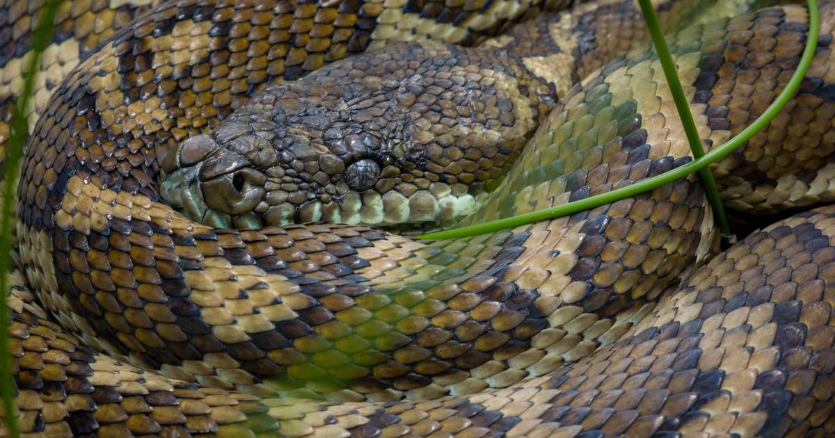 Il écope d'une amende après avoir surfé avec son python autour du cou ...