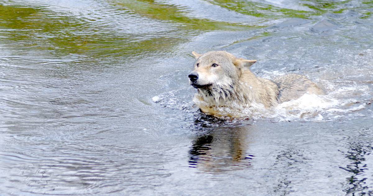 In het najaar minimaal achttien wolven in Nederland, veel onrust onder ...