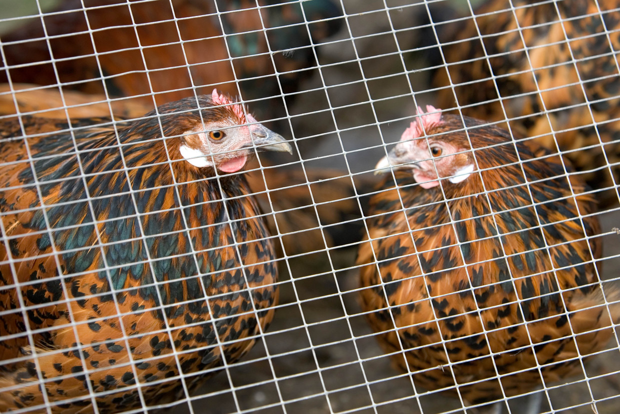 ‘De kip is het meest mishandelde dier op deze planeet’ | Humo