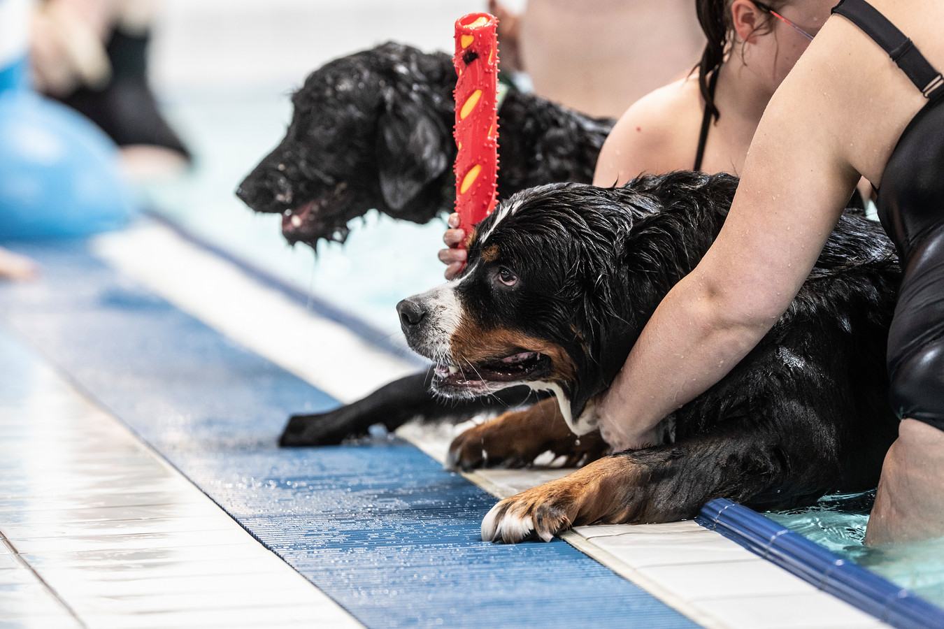 Deense dog en labrador zijn voor één dag de baas in het zwembad ...