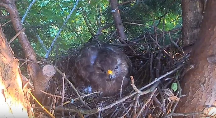 Steeds meer kijkers voor nest met jonge buizerd | Hoeksche Waard | AD.nl